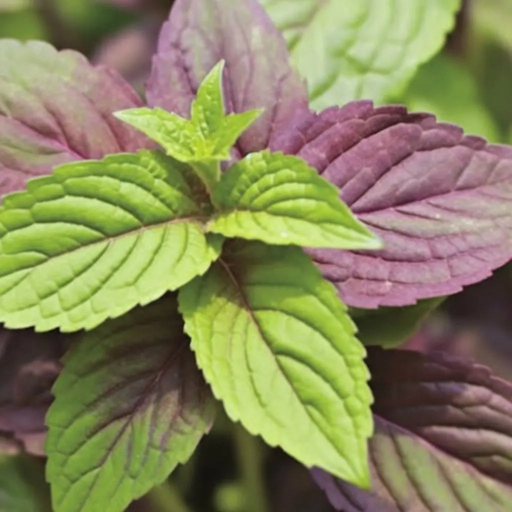 All — Alliance of Native Seedkeepers