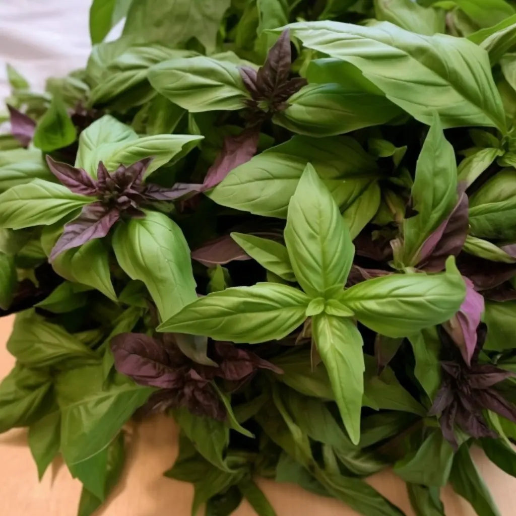Basil, Italian Large Leaf (Sweet), 41% OFF | localix.com.br Basil, Italian Large Leaf (Sweet), 41% OFF | localix.com.br