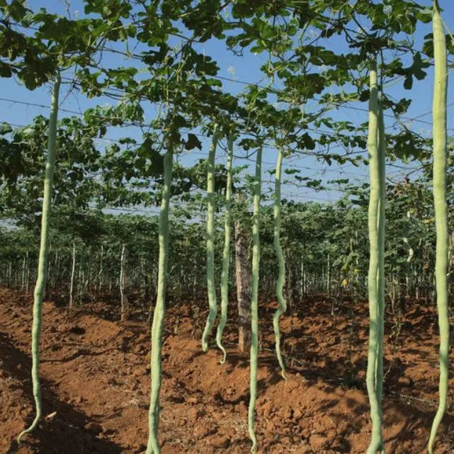 Heirloom Gourd Seeds — Alliance of Native Seedkeepers